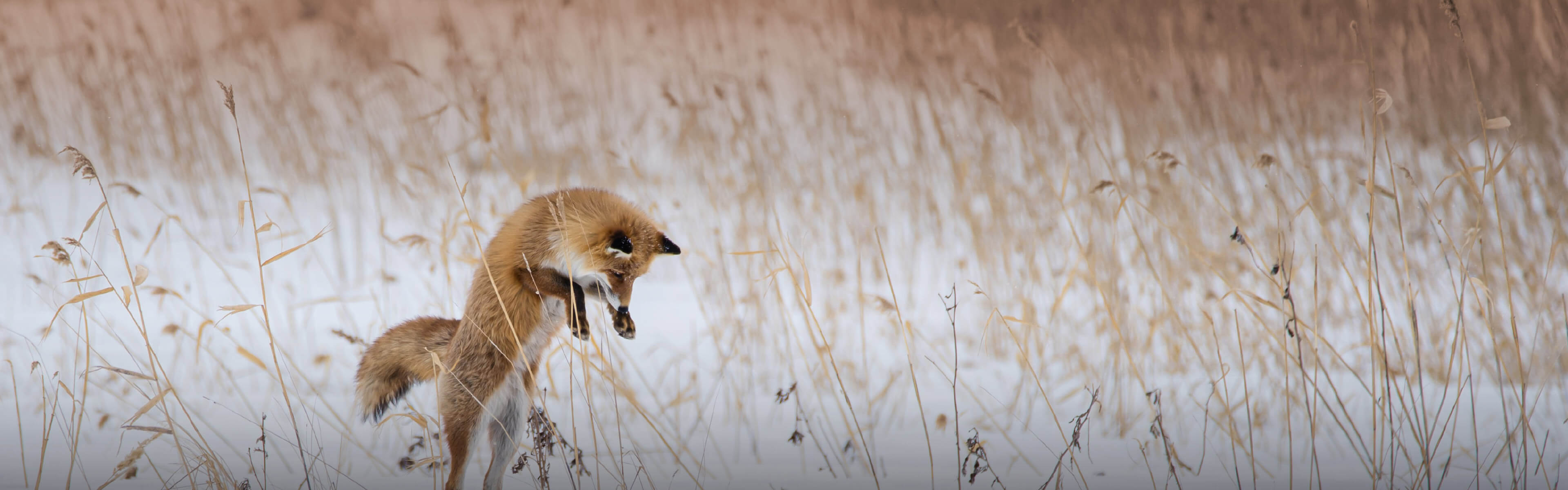 Fox Play - Fox & Barrel